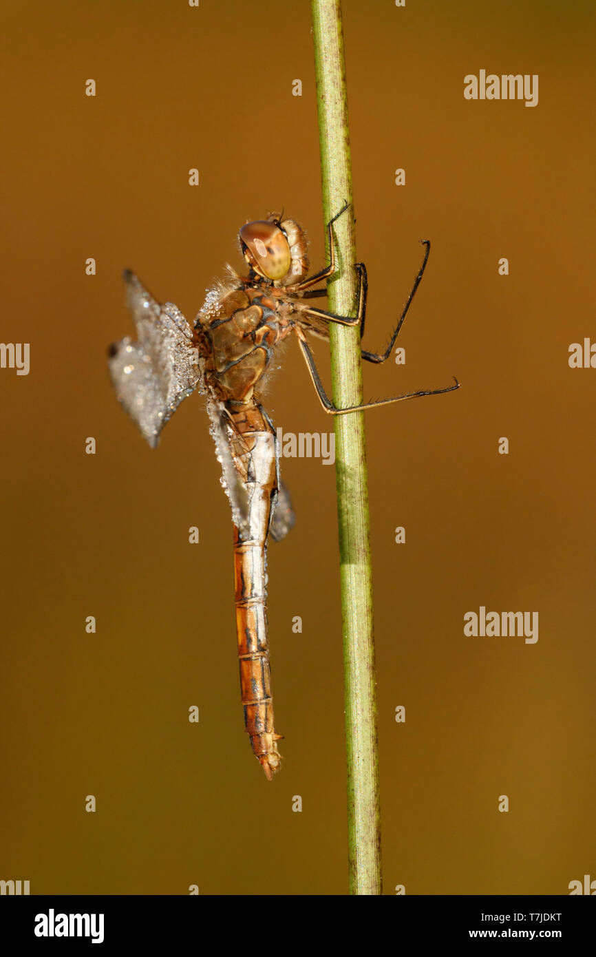 Female Vagrant Darter Stock Photo - Alamy