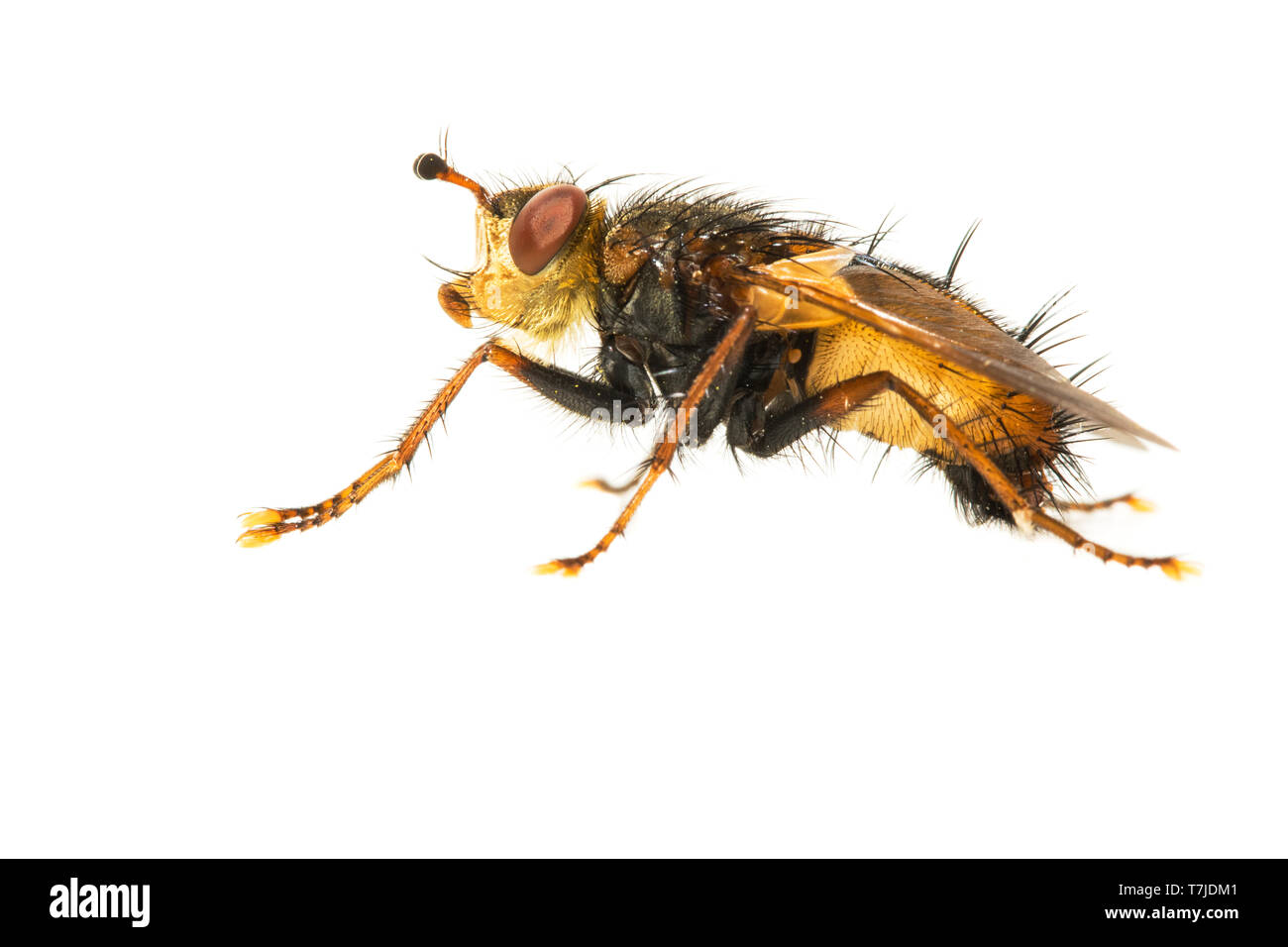 Tachinaire hi-res stock photography and images - Alamy