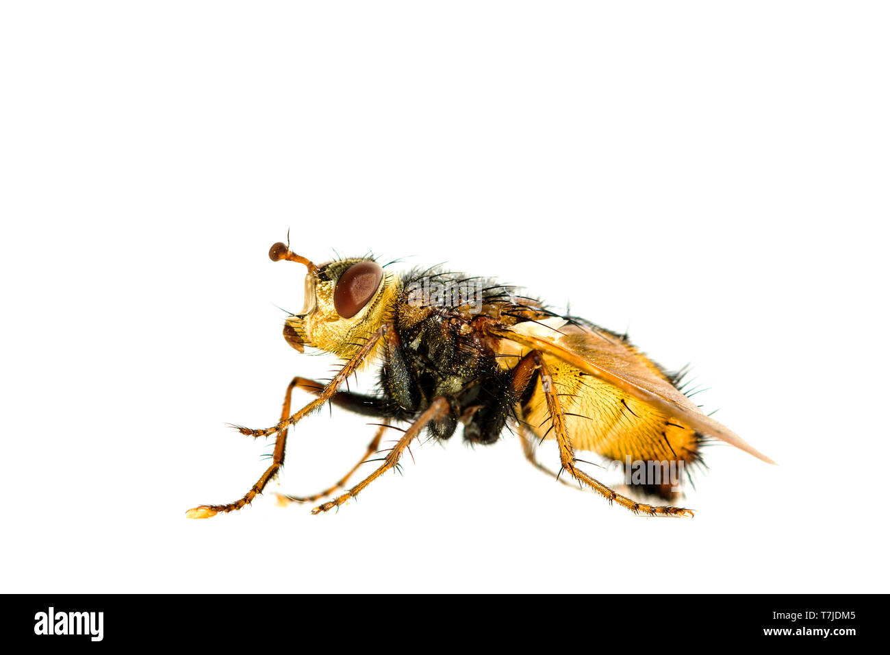 Tachinaire hi-res stock photography and images - Alamy