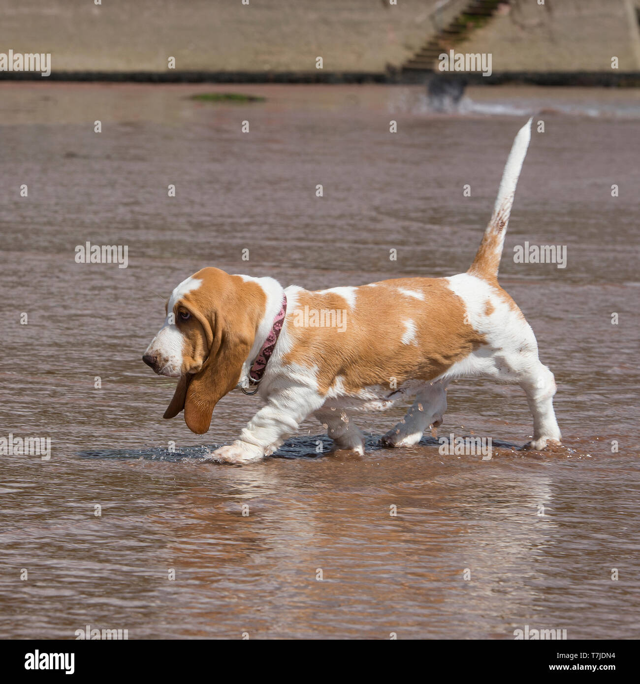 Hush puppy dog hi-res stock photography and images - Alamy