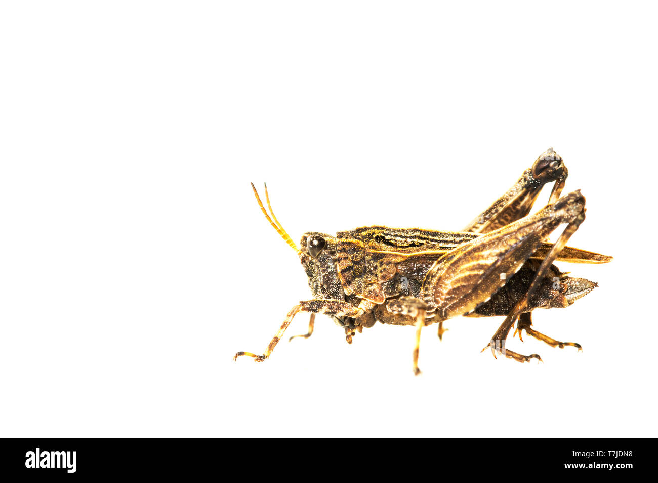 Common Ground-hopper, Tetrix undulata Stock Photo - Alamy