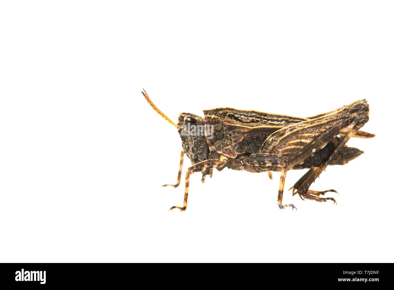 Common Ground-hopper, Tetrix undulata Stock Photo - Alamy