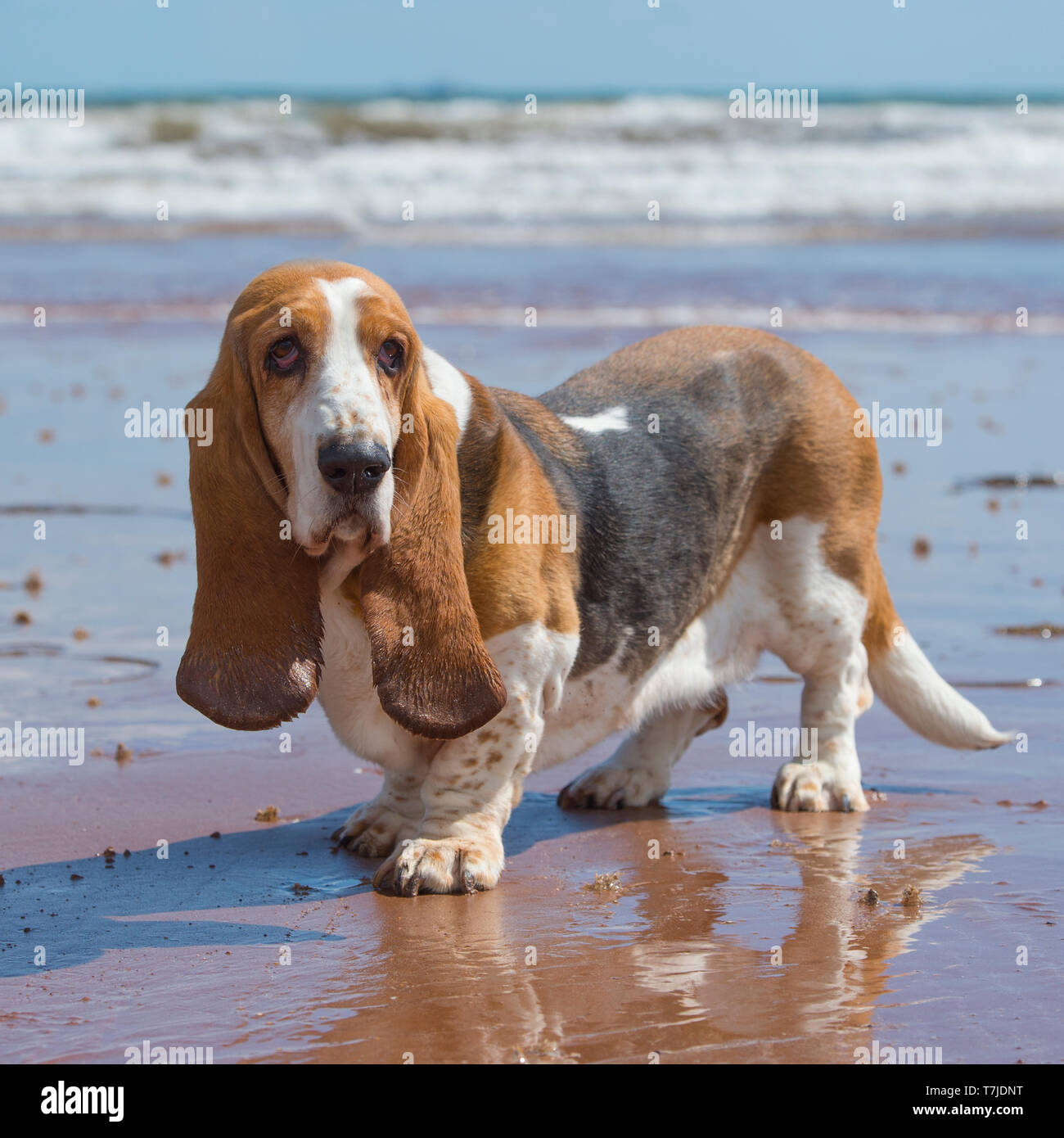 Summer holiday dog hi-res stock photography and images - Alamy