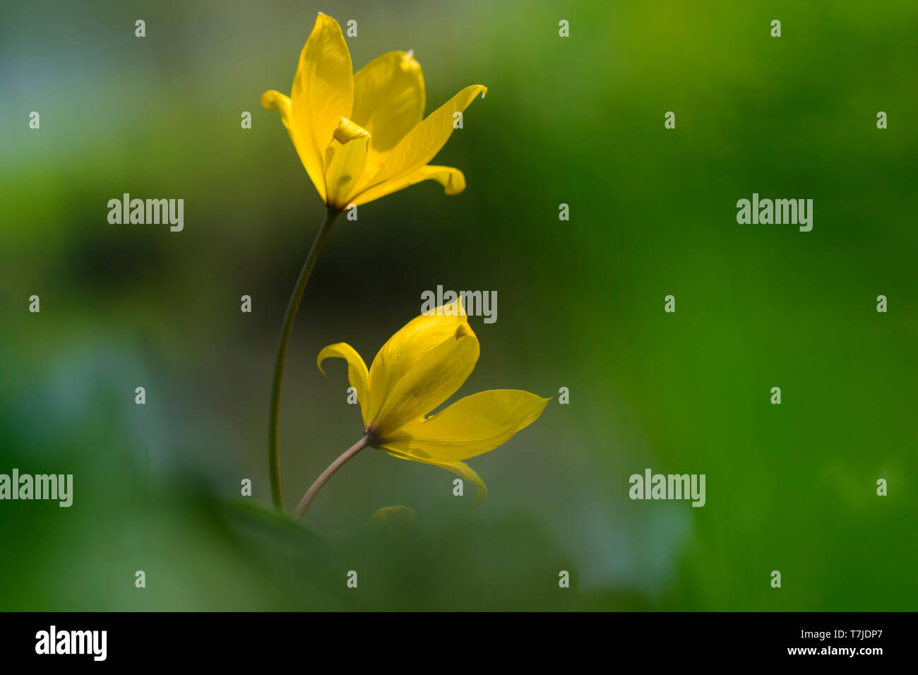Wilde tulpe hi-res stock photography and images - Alamy