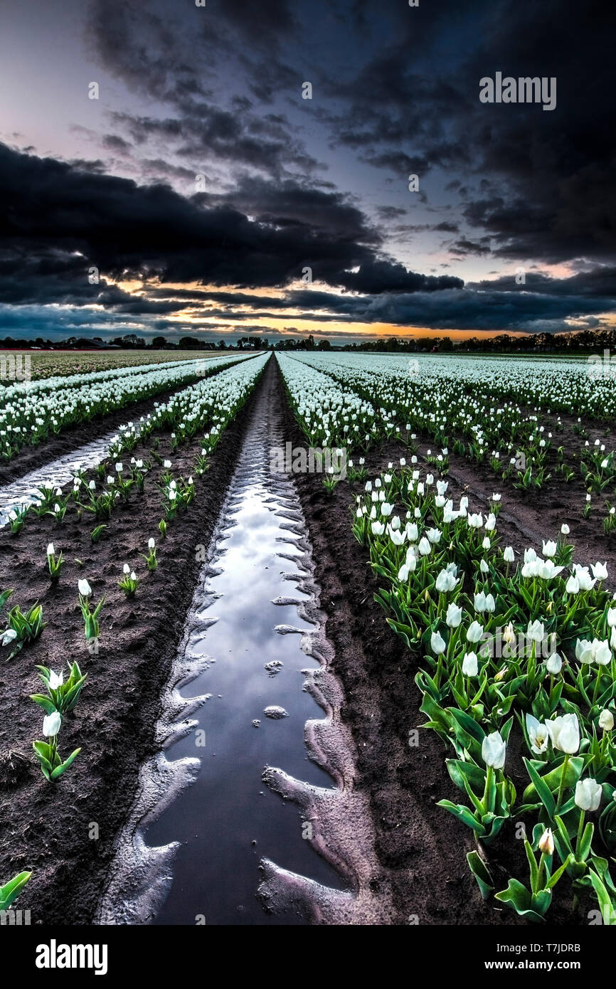 Dutch tulip fields Stock Photo - Alamy