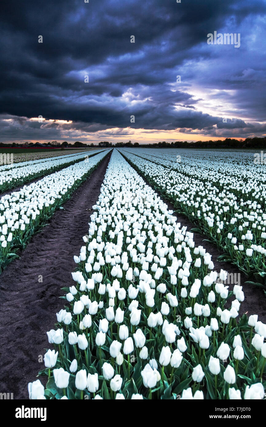 Dutch tulip fields Stock Photo - Alamy