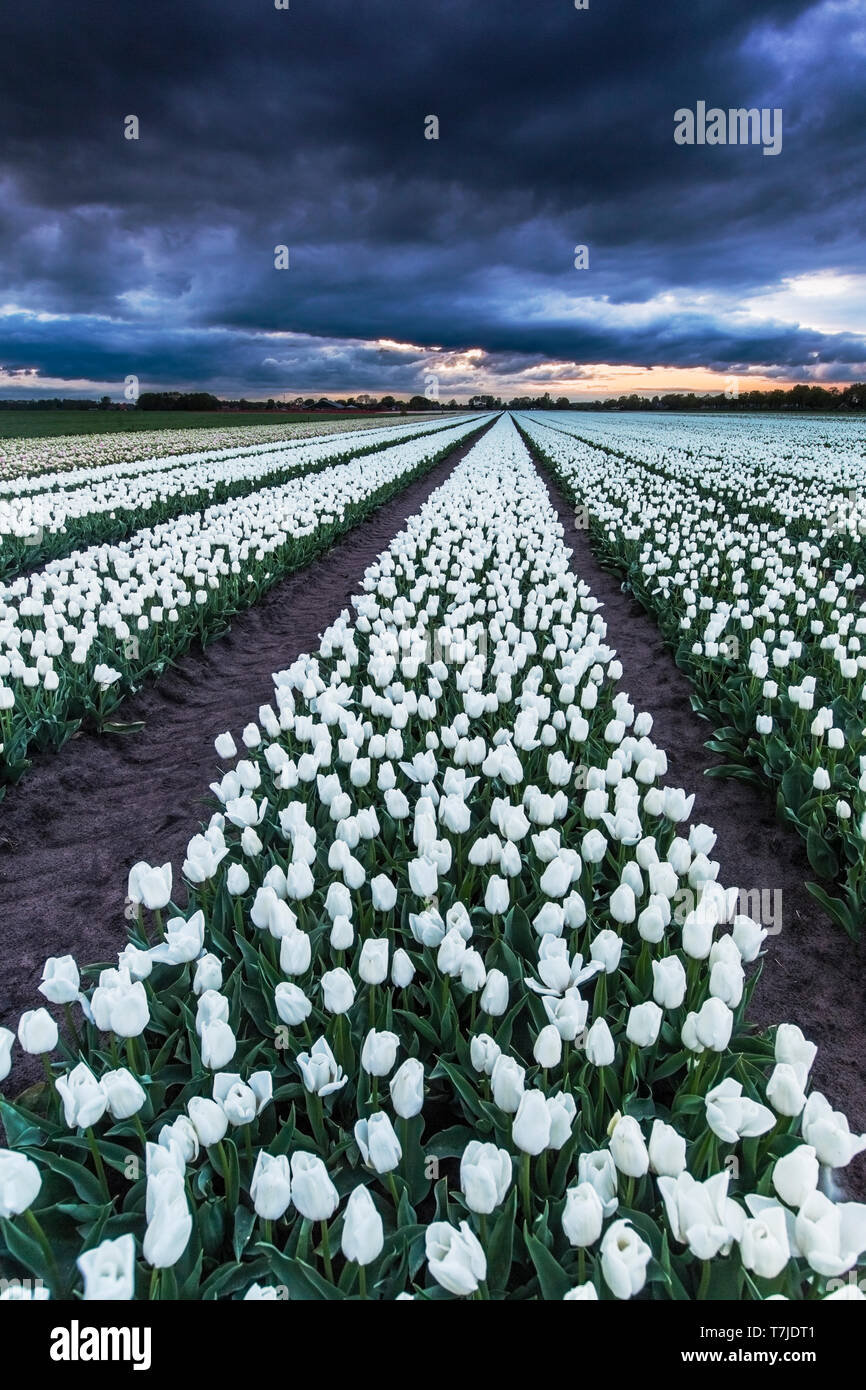 Dutch tulip fields Stock Photo - Alamy