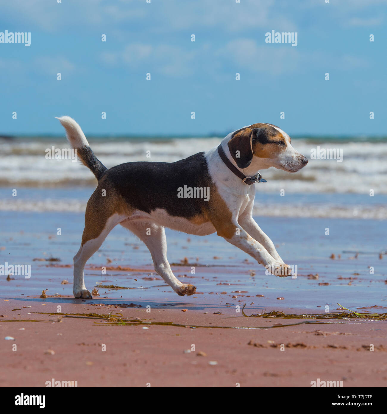 beagle on the beach Stock Photo - Alamy