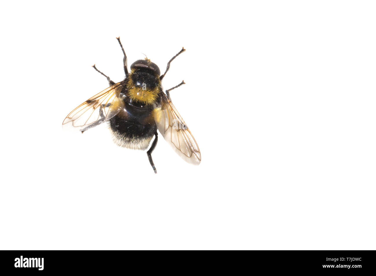 Bumblebee Hoverfly, Volucella bombylans Stock Photo - Alamy