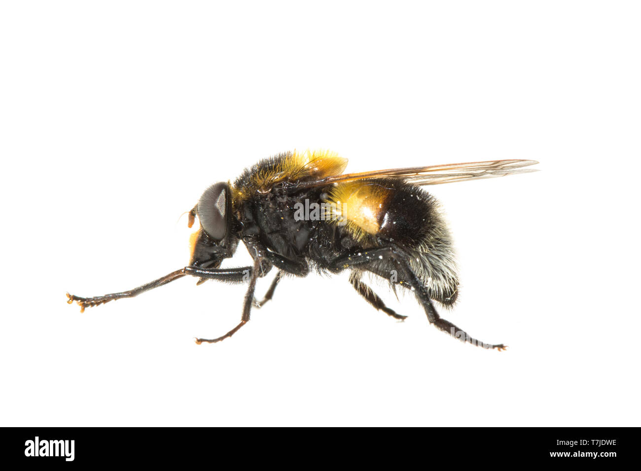 Bumblebee Hoverfly, Volucella bombylans Stock Photo - Alamy