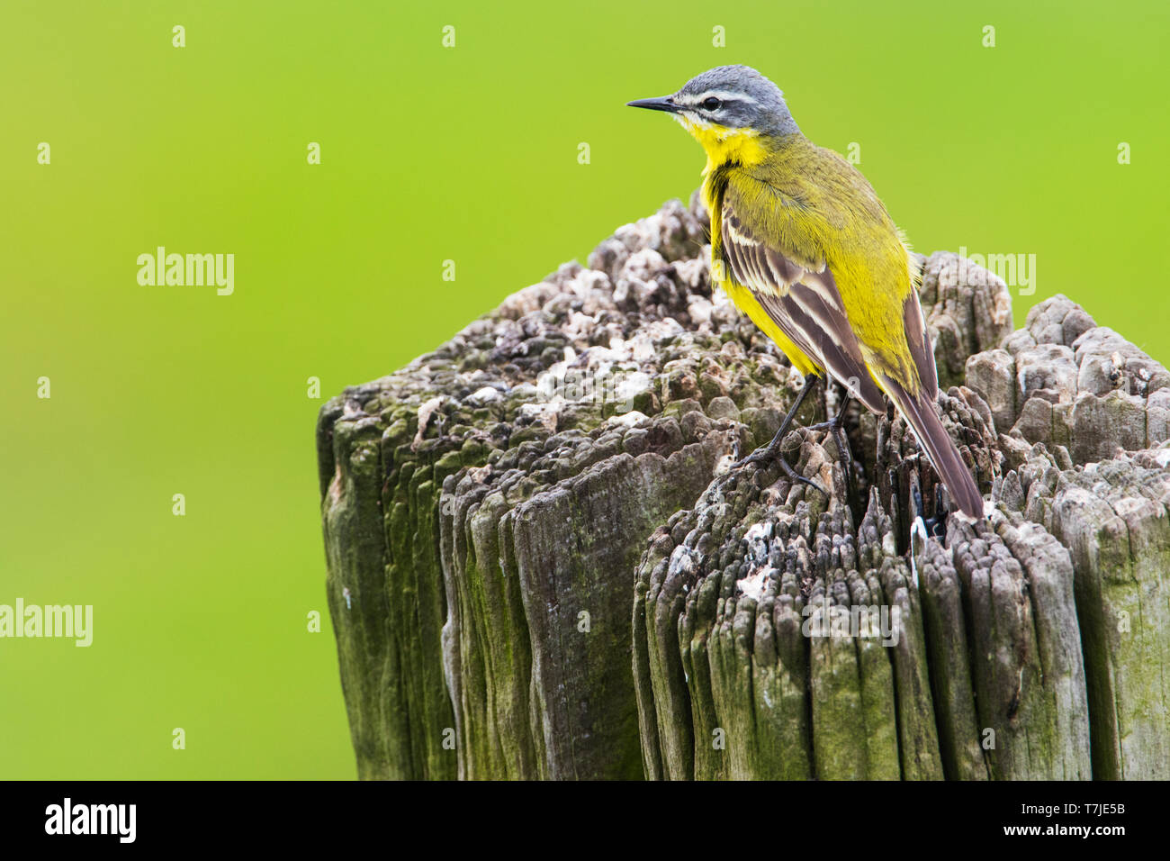 Male Western Yellow Wagtail Stock Photo - Alamy