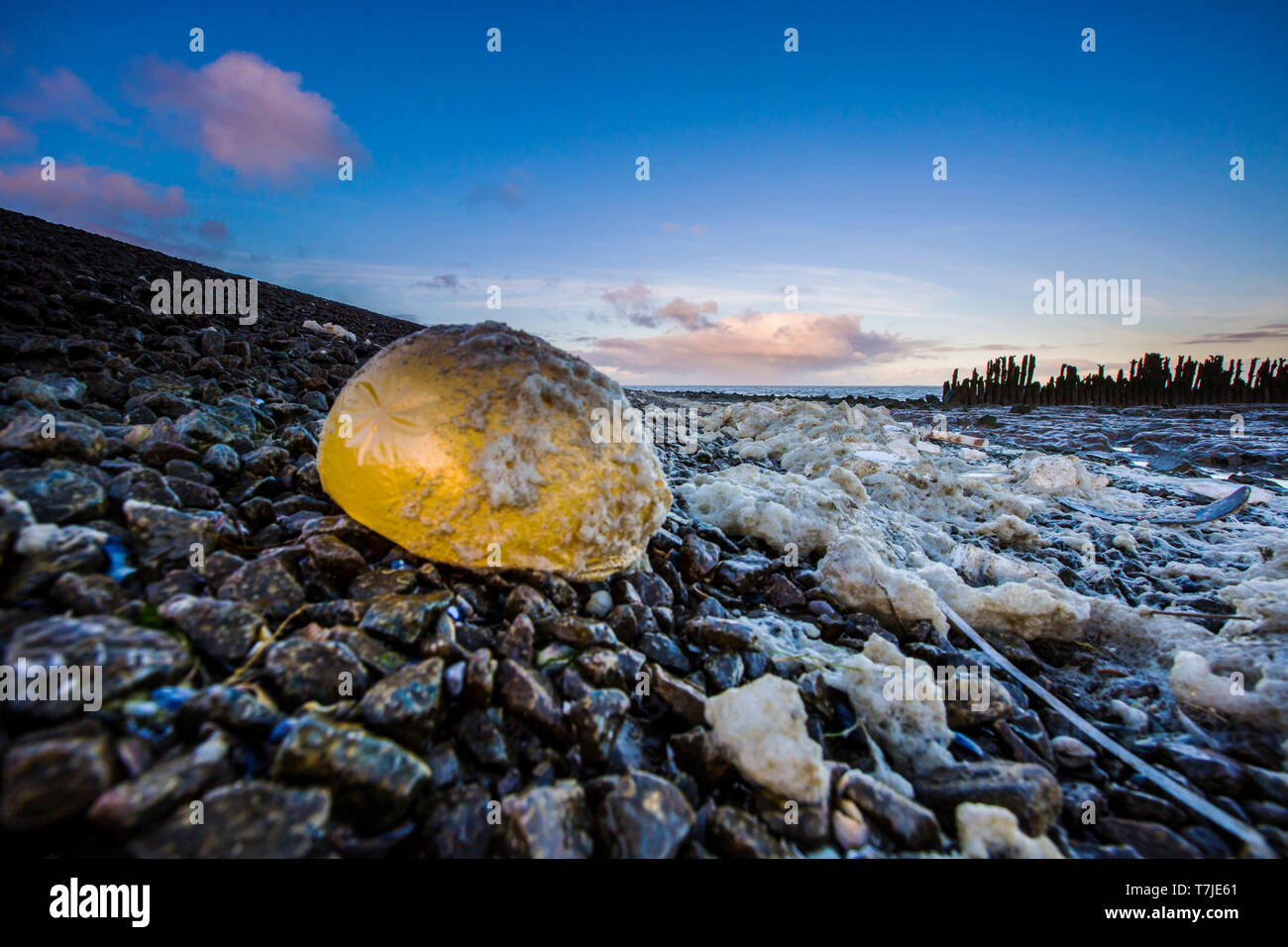 Pollution of balloons on the Wadden Sea coast Stock Photo - Alamy