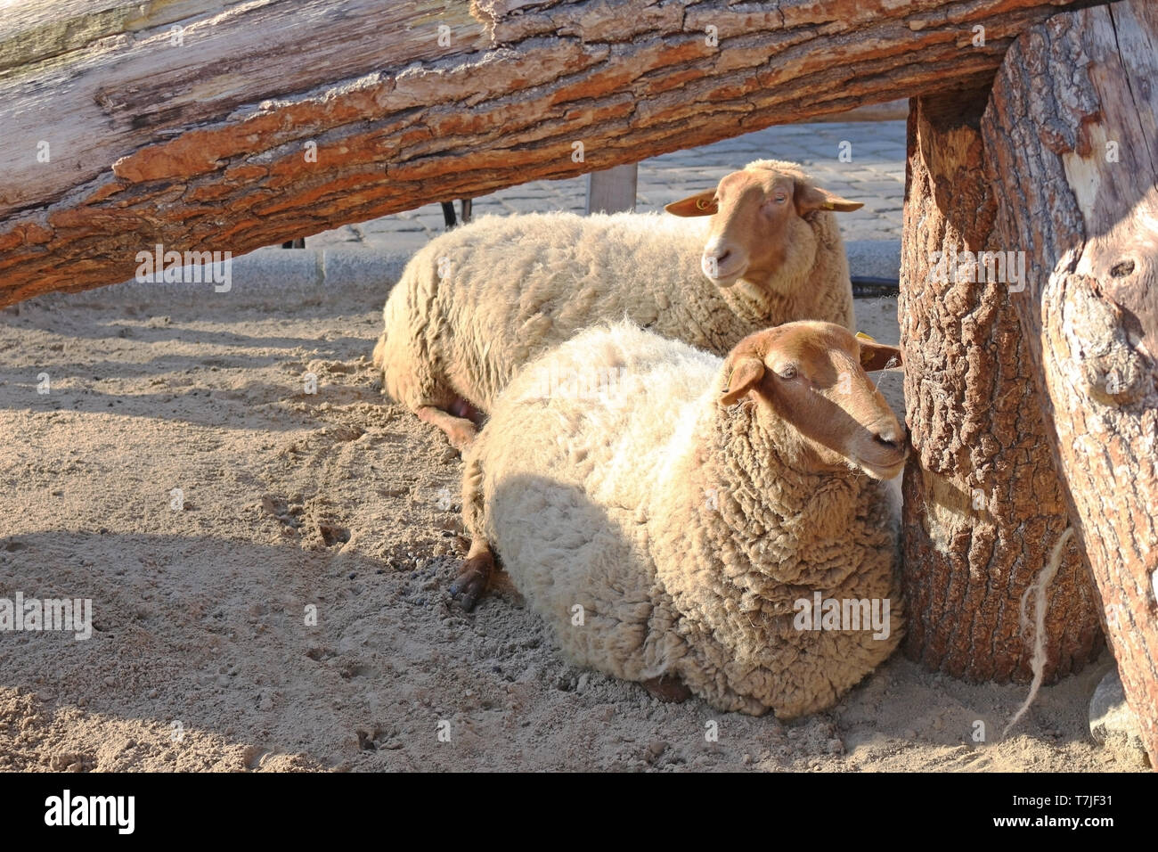 Breeds Of Sheep High Resolution Stock Photography and Images - Alamy