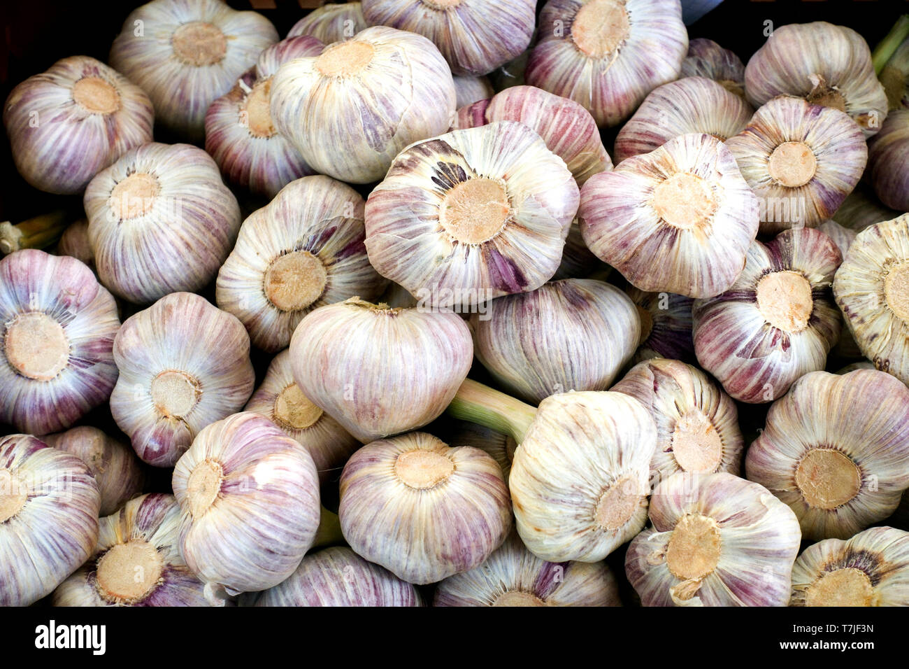 Fresh garlic at a vegetable and fruit market stall on a farmers market ...
