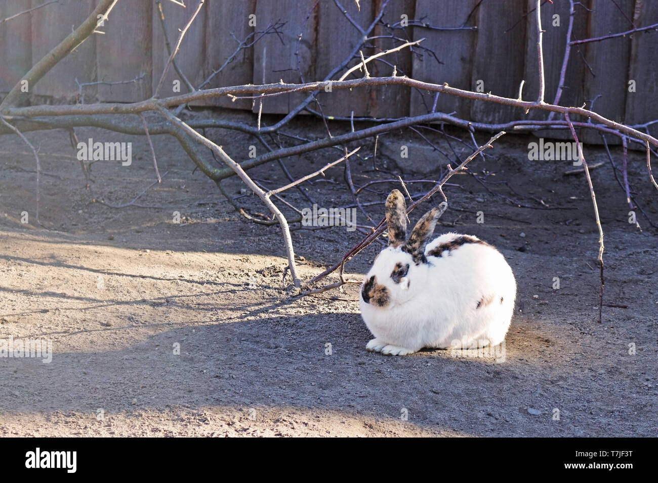 Back Of A Rabbit High Resolution Stock Photography and Images - Alamy