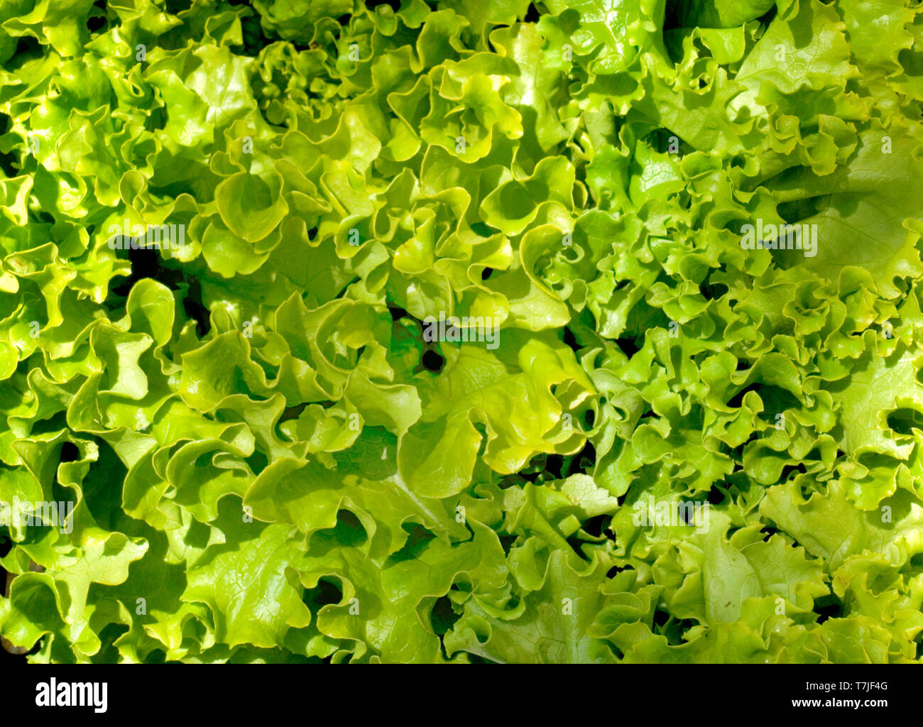 Fresh lettuce at a French farmers market Stock Photo - Alamy