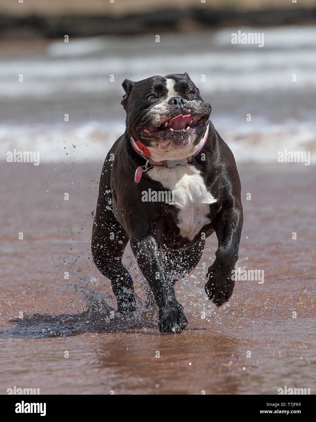bulldog running on the beach Stock Photo - Alamy