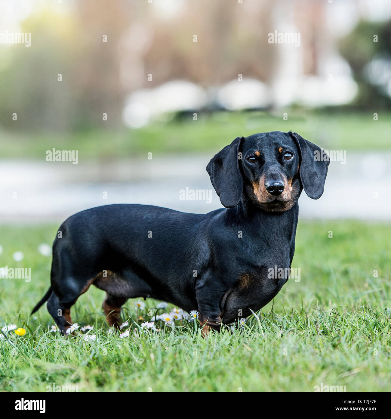 Dashound hi-res stock photography and images - Alamy