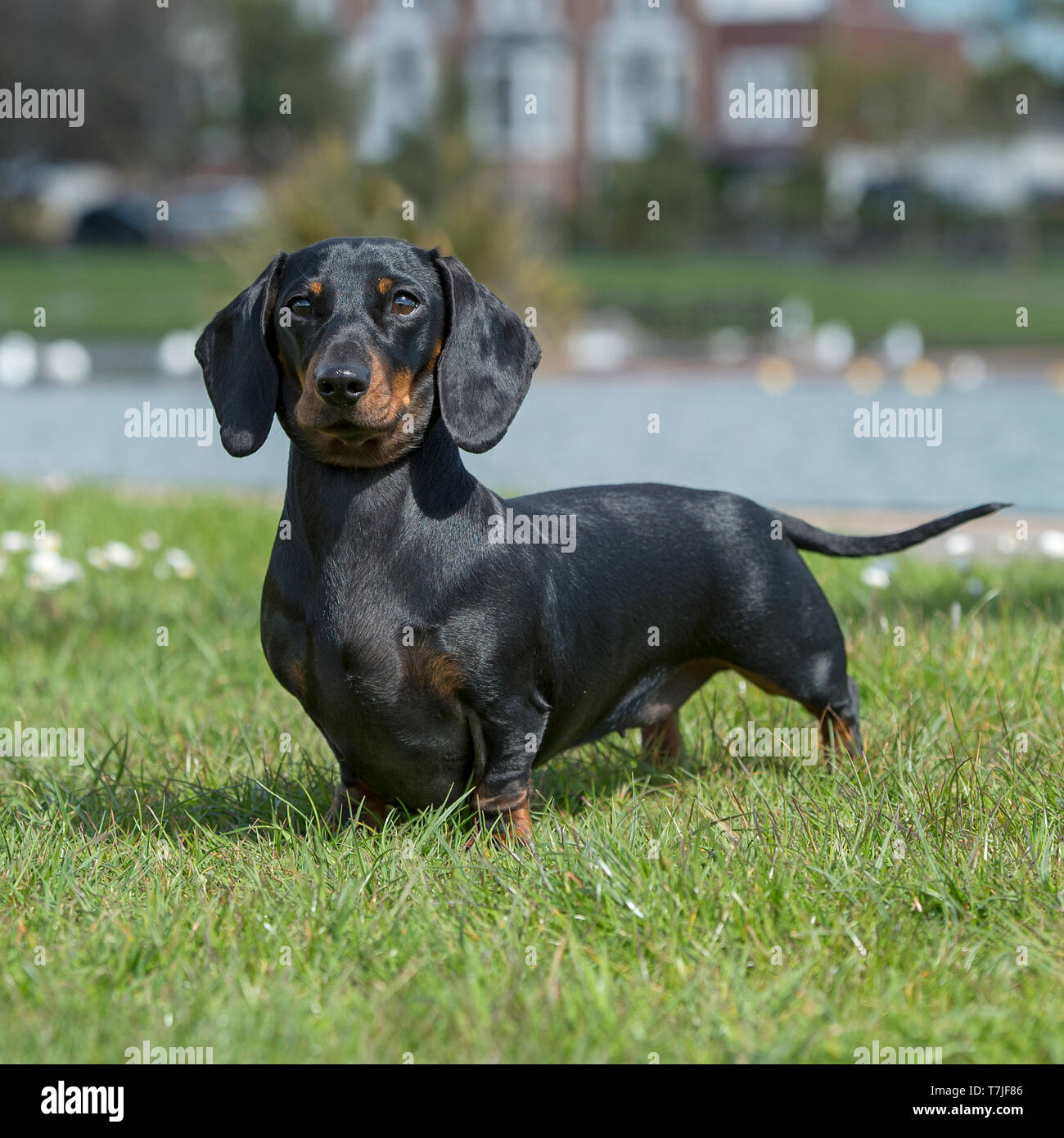 Smooth coat dachshund hi-res stock photography and images - Alamy