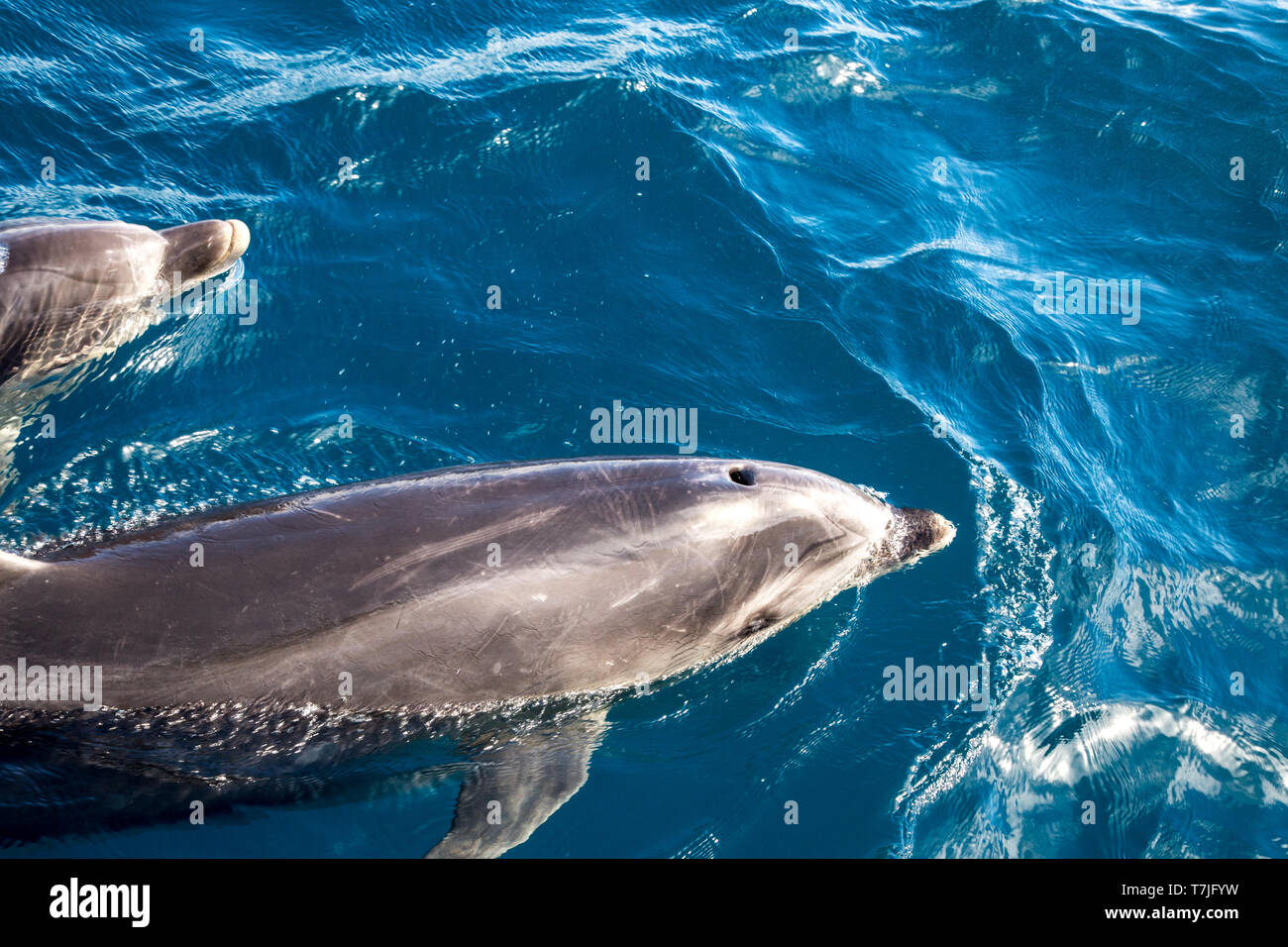 Bay of Islands Dolphins, New Zealand Stock Photo - Alamy