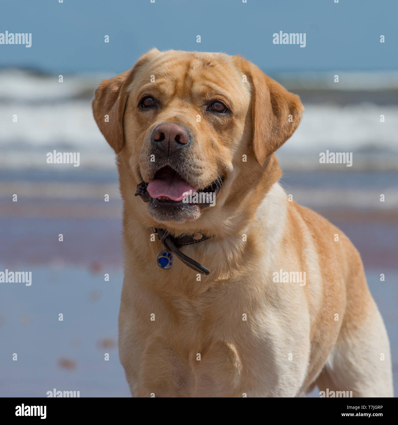labrador retriever, yellow Stock Photo - Alamy
