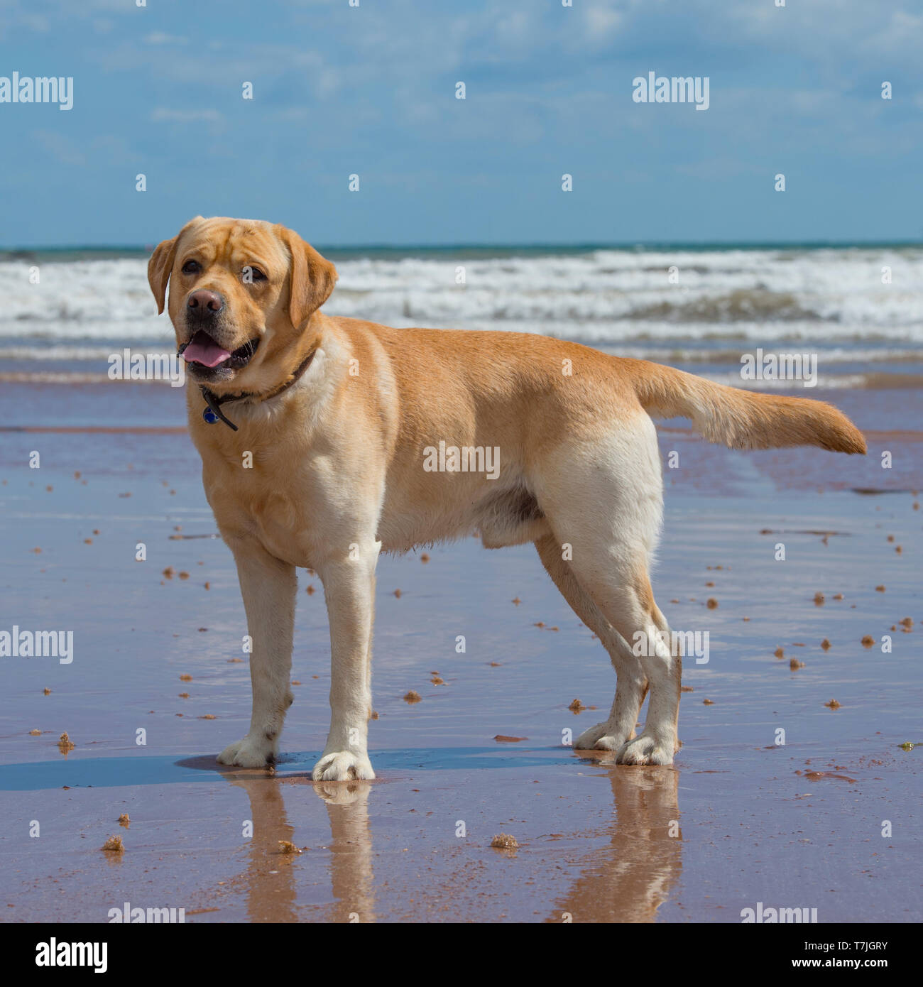 Friendly labrador side view hi-res stock photography and images - Alamy