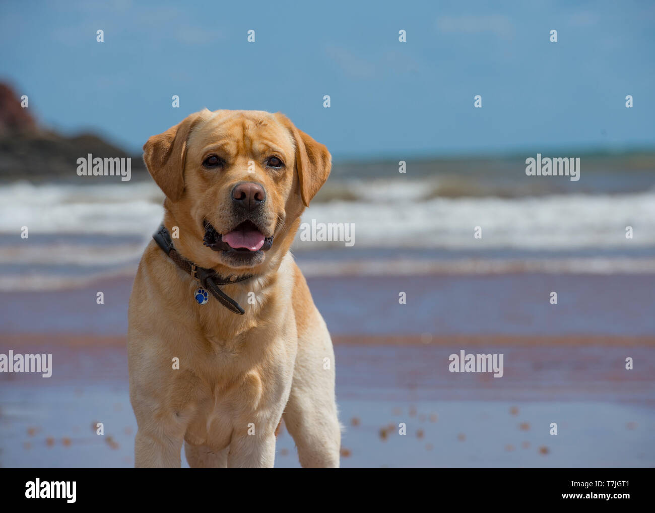 yellow labrador retriever on the beach Stock Photo - Alamy