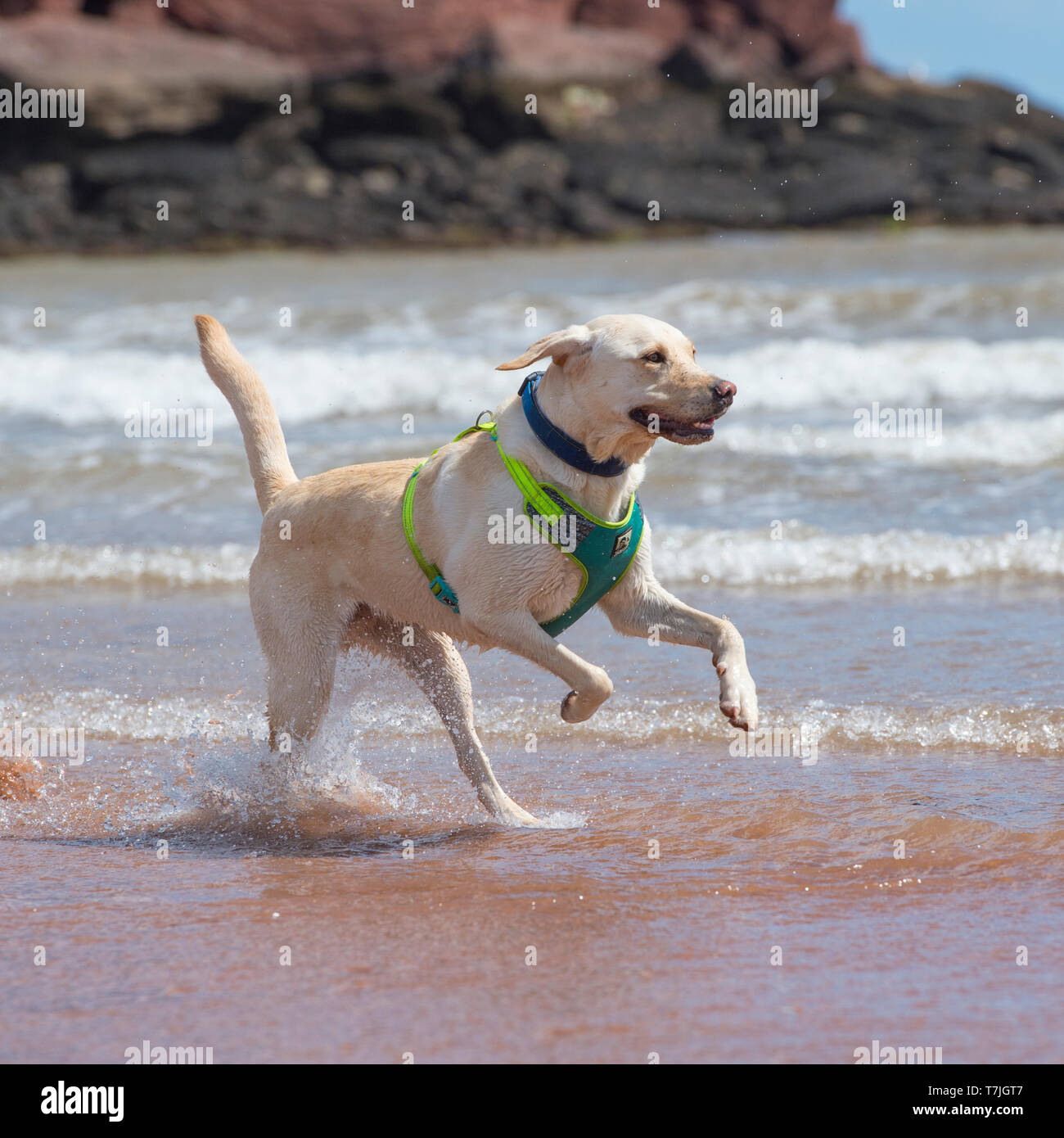 labrador retriever dog at the beach Stock Photo - Alamy