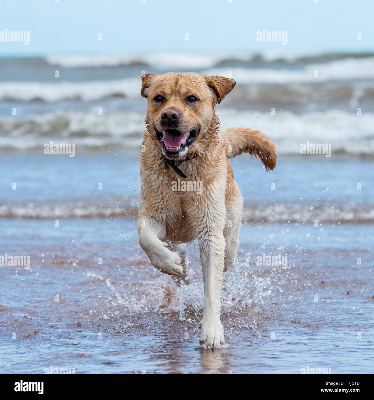 labrador retriever dog at the beach Stock Photo - Alamy