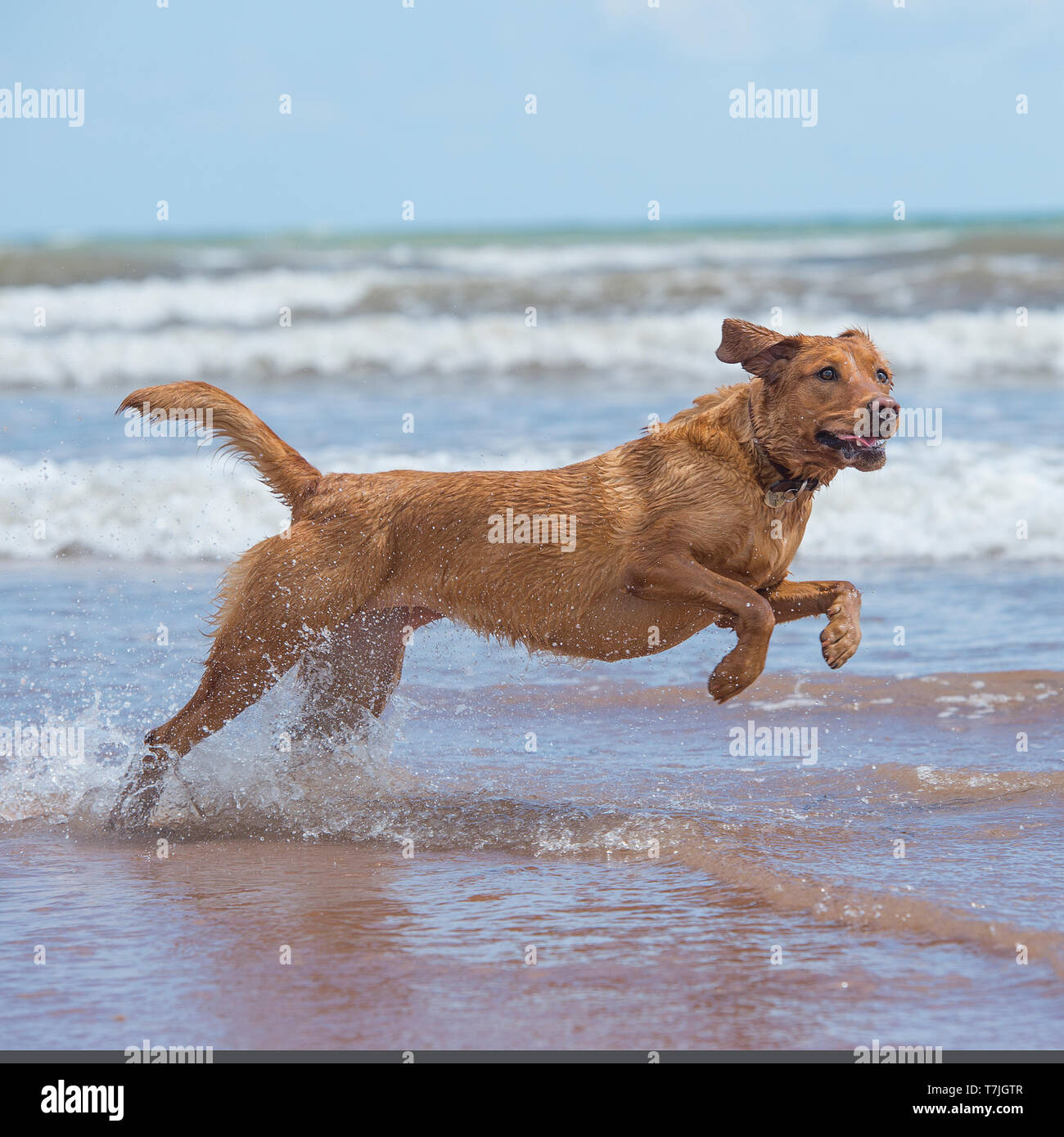labrador retriever dog at the beach Stock Photo - Alamy