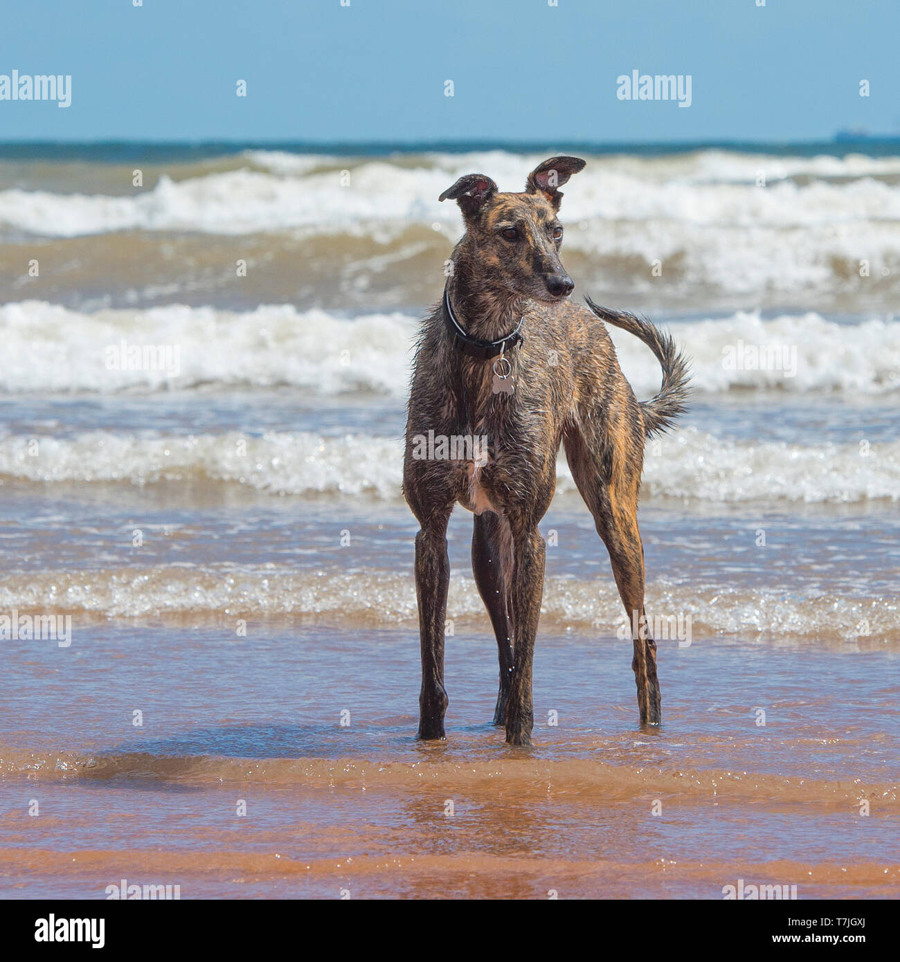 Lurcher running hi-res stock photography and images - Alamy