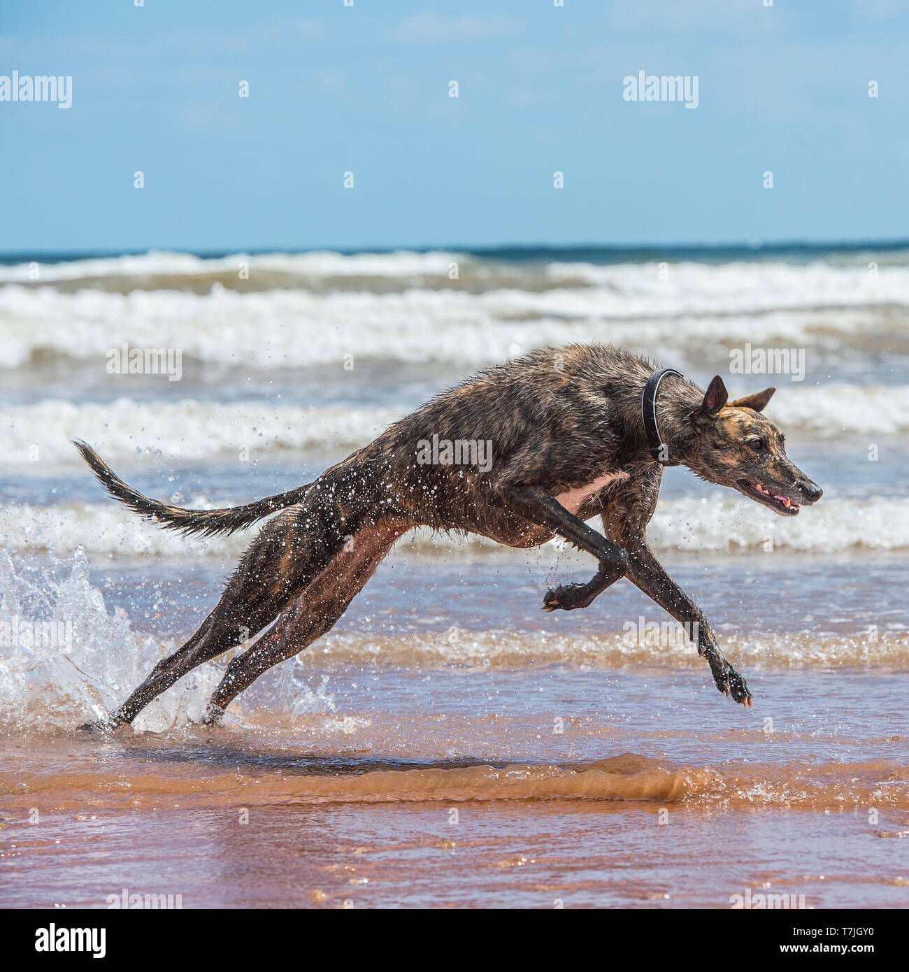 Lurcher running hi-res stock photography and images - Alamy