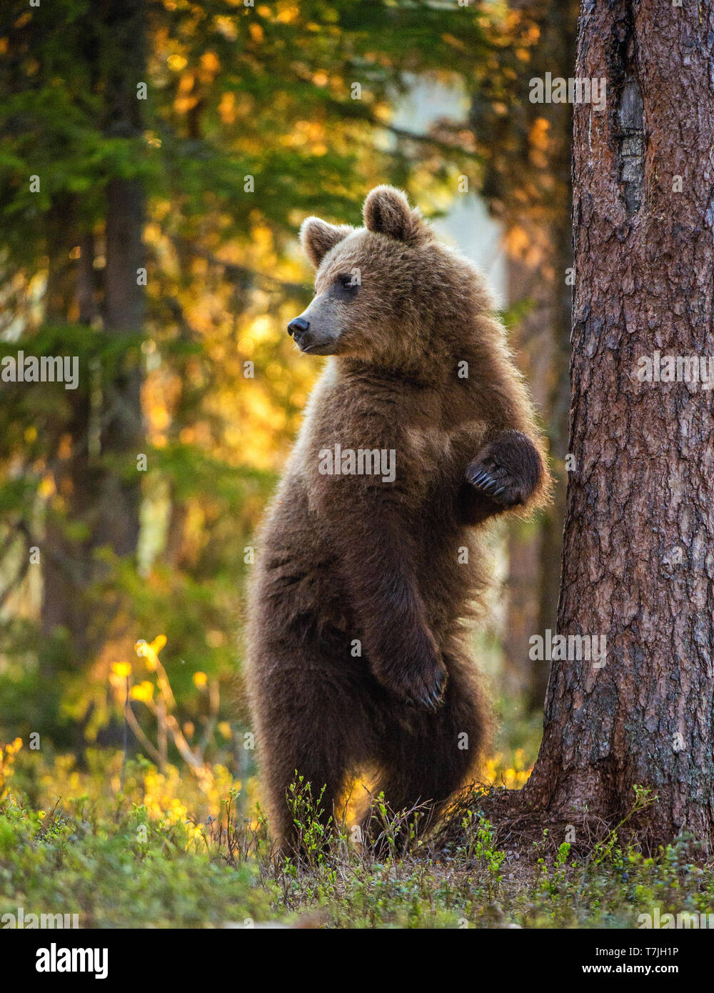 How To Draw A Black Bear Standing Up