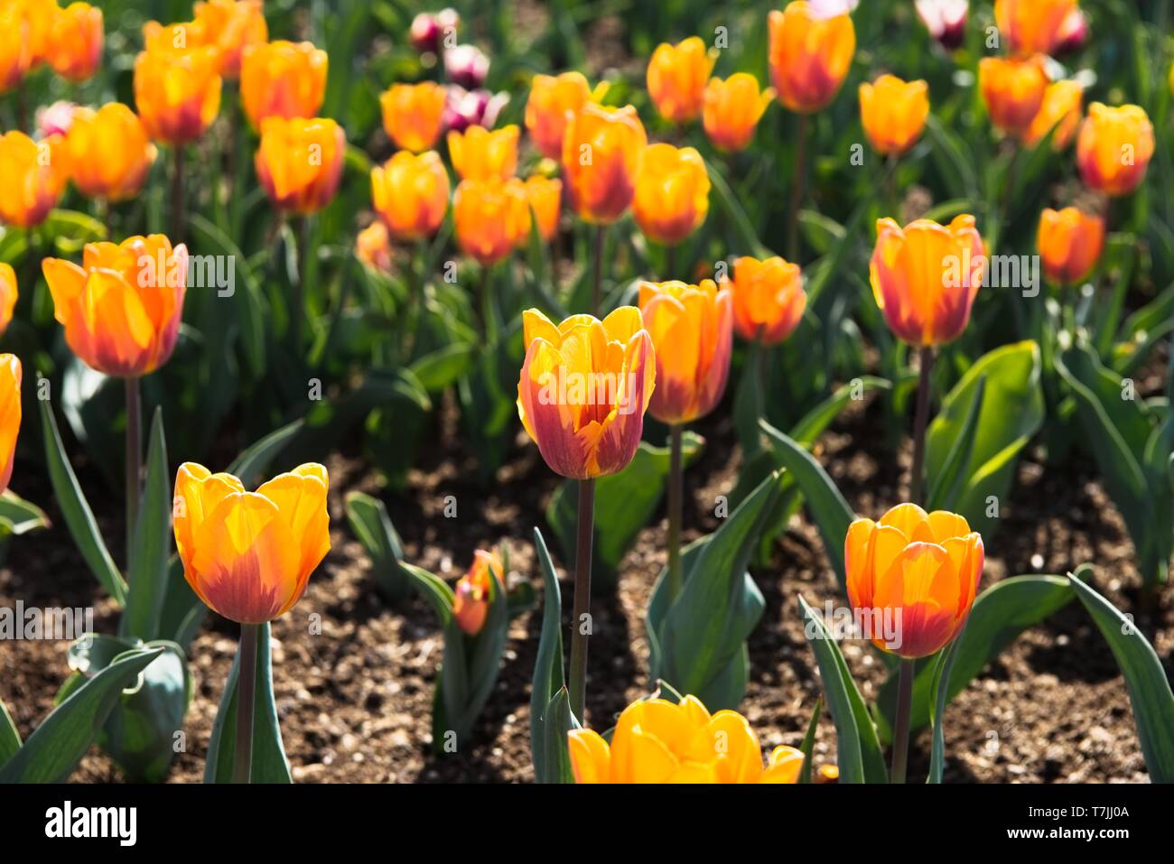 Ninja flower hi-res stock photography and images - Alamy