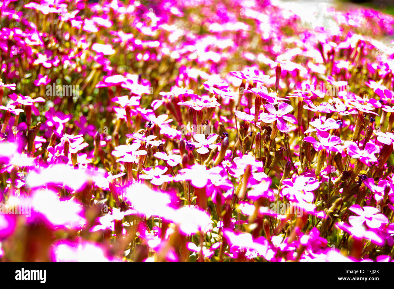 Bright patch hi-res stock photography and images - Alamy
