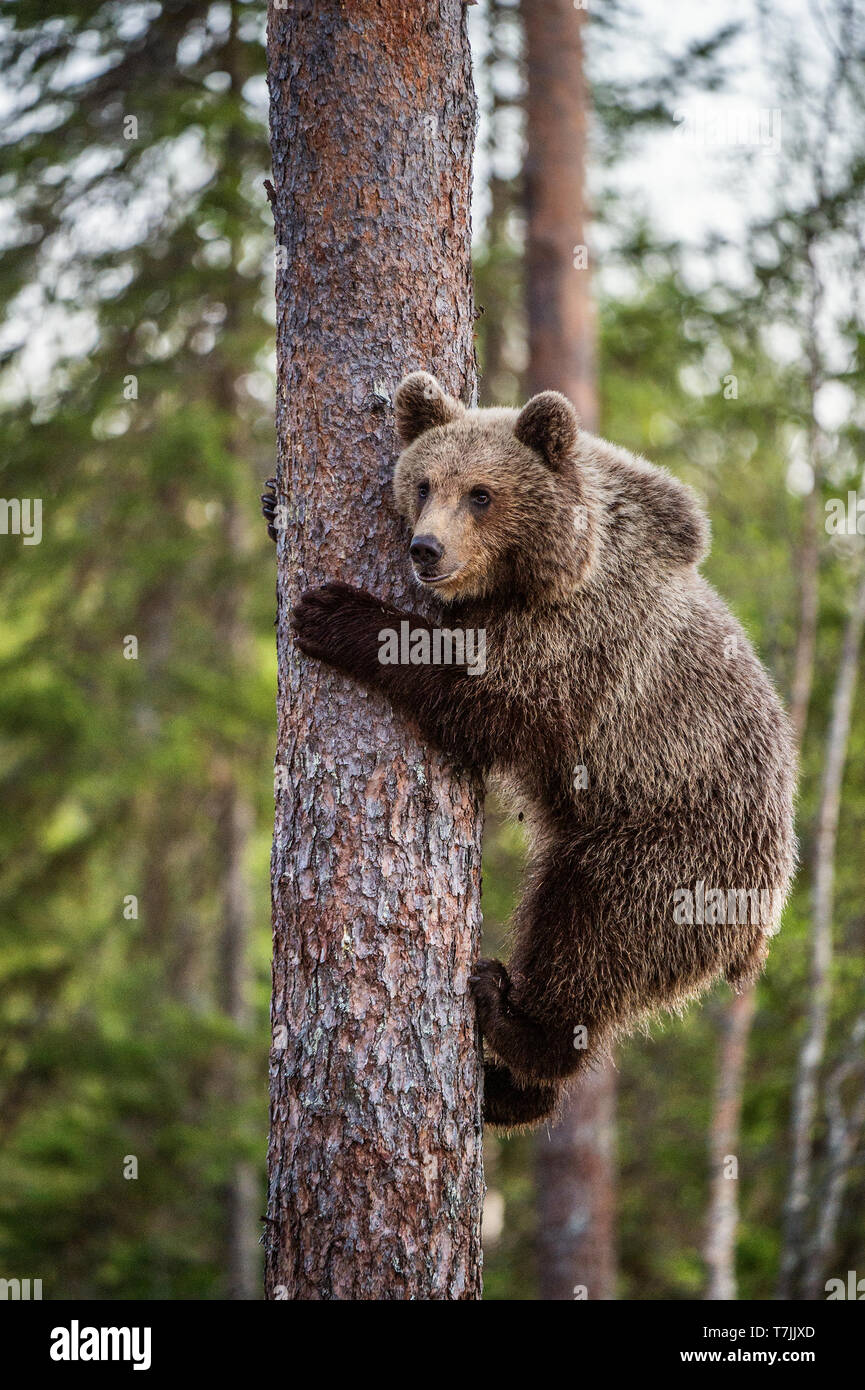 Coniferous Forest Bears