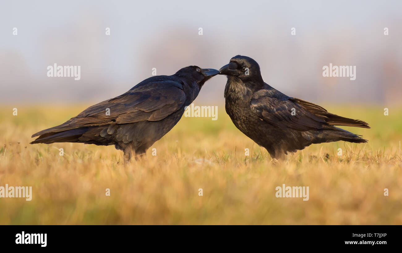 Common Ravens High Resolution Stock Photography and Images - Alamy
