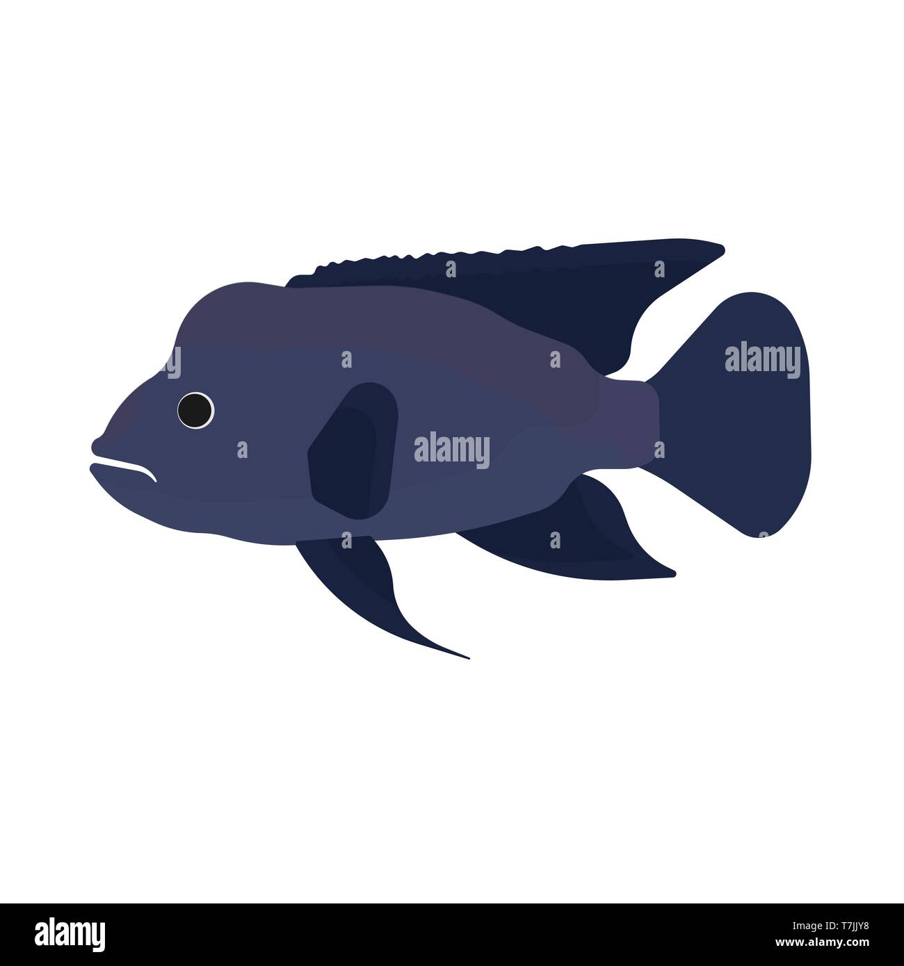 Napoleon fish illustration side view vector icon. Sea underwater blue ...