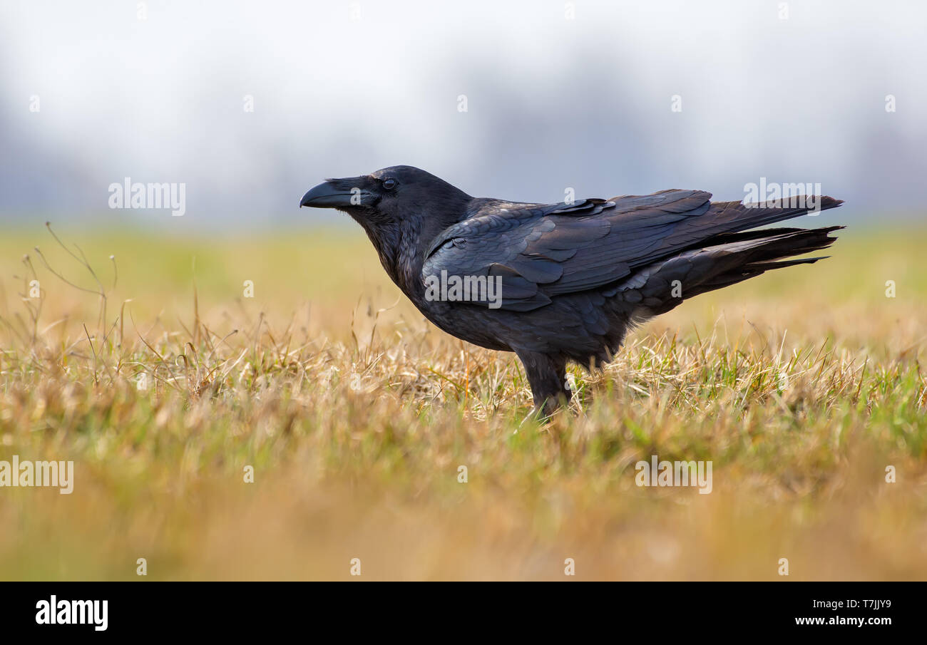 Old Common raven posing in yellowish fields at spring Stock Photo - Alamy