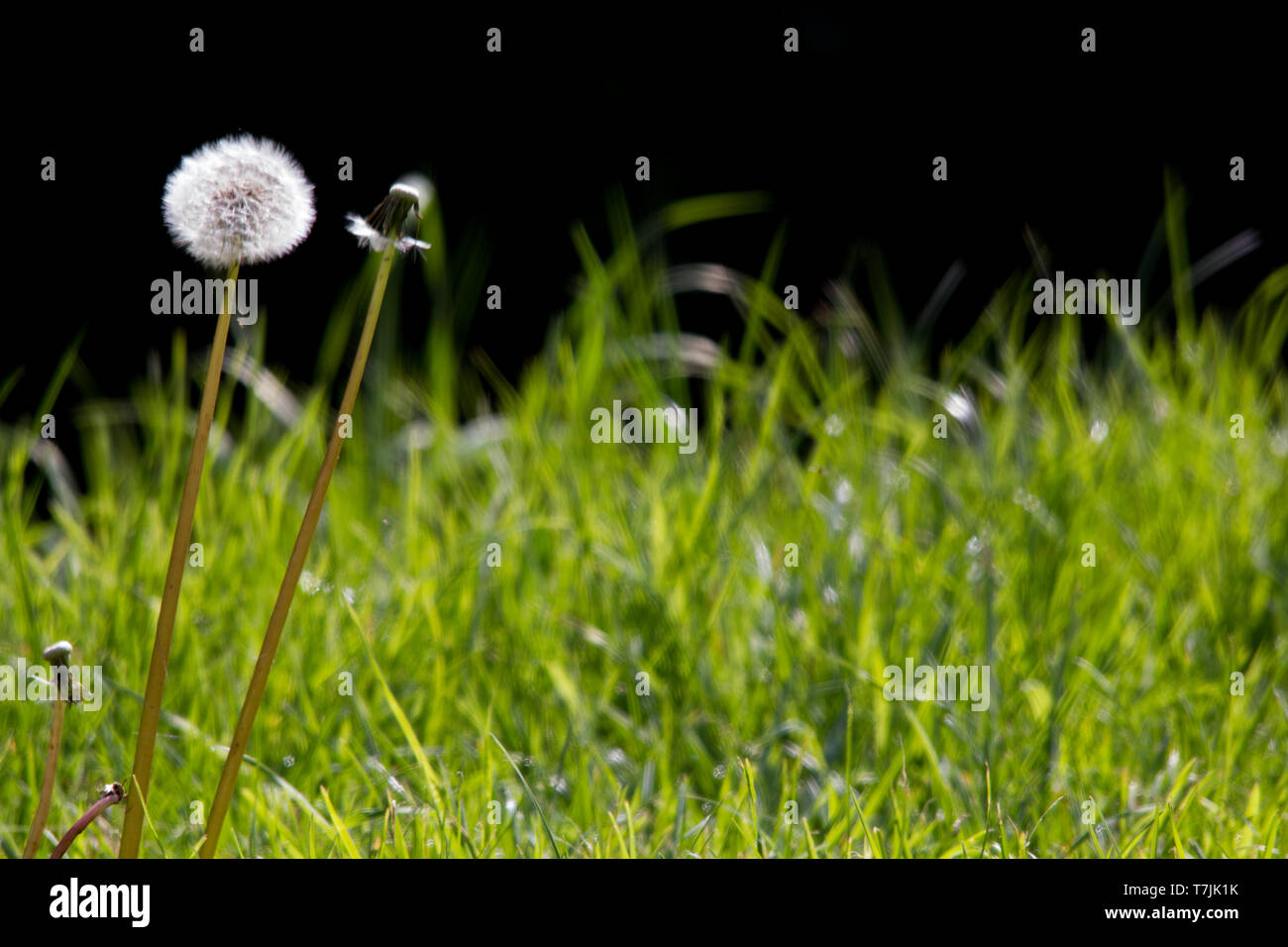 Dandelion and sun hi-res stock photography and images - Alamy
