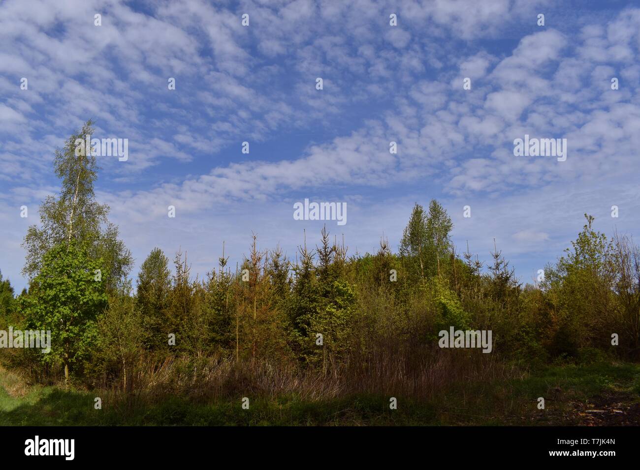 Middle europe trees hi-res stock photography and images - Alamy