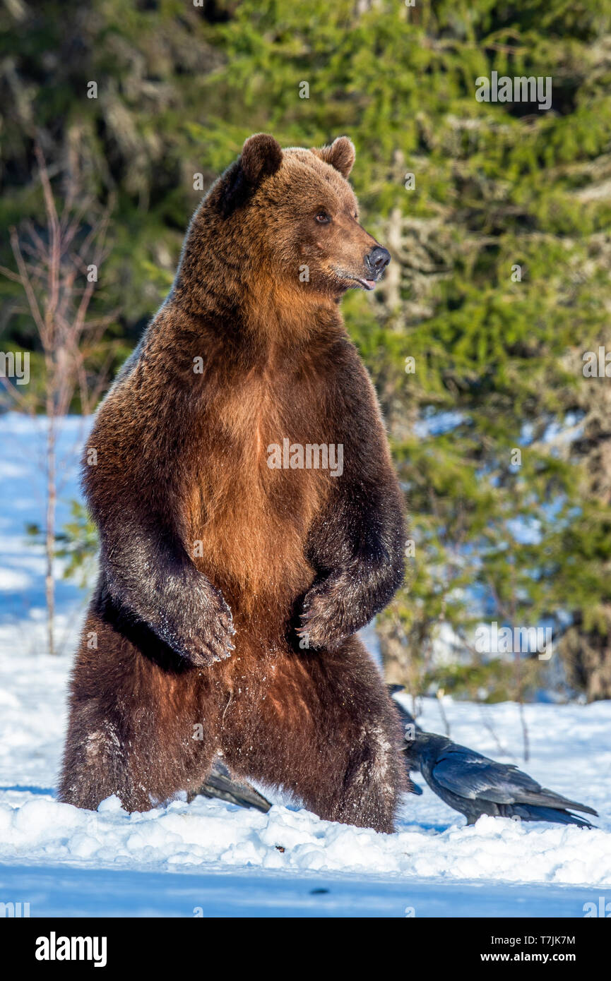 Brown bear standing on his hind legs on the snow in the winter forest ...