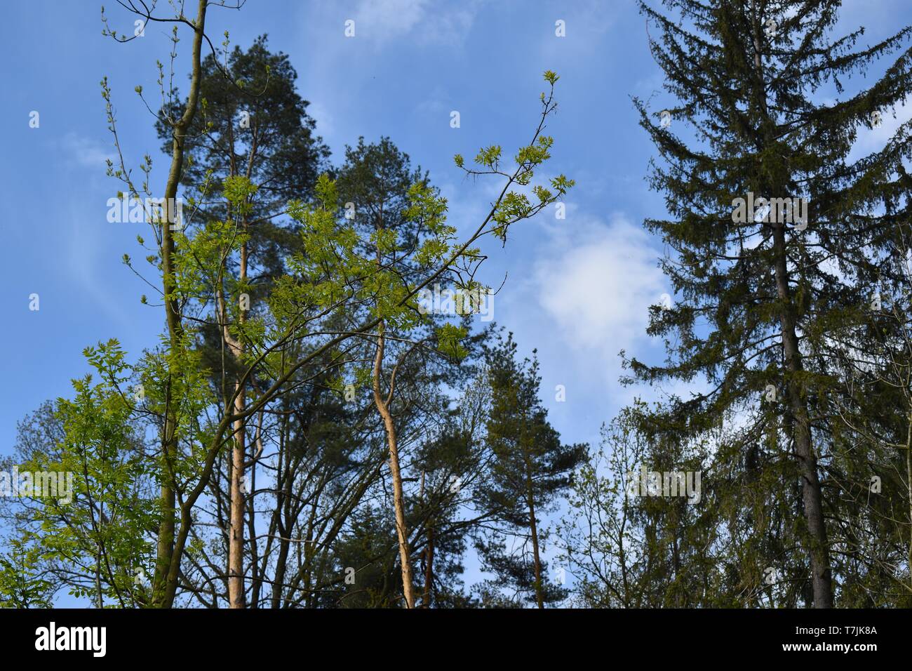 Trees in the spring in the middle european forest Stock Photo - Alamy