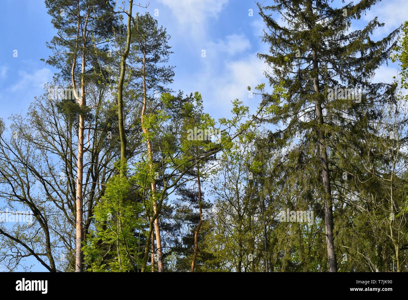 Trees in the spring in the middle european forest Stock Photo - Alamy