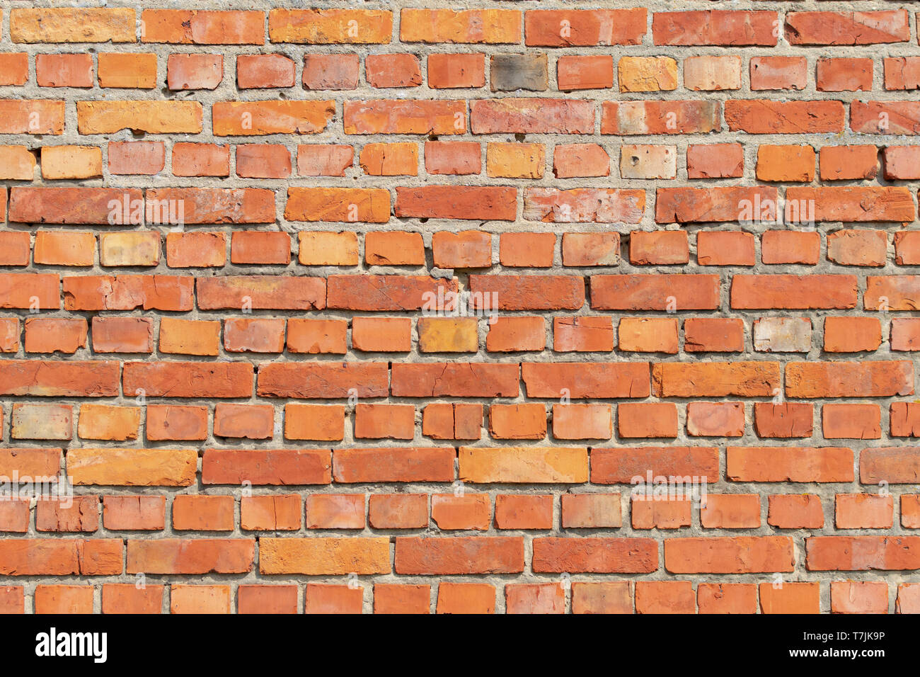 A brick wall as background, very sharp nice orange color and beautiful ...