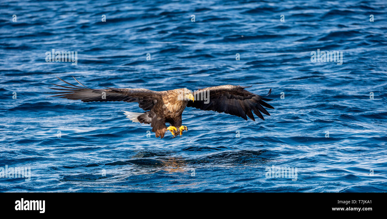 White-tailed eagle fishing. Blue Ocean Background. Scientific name ...