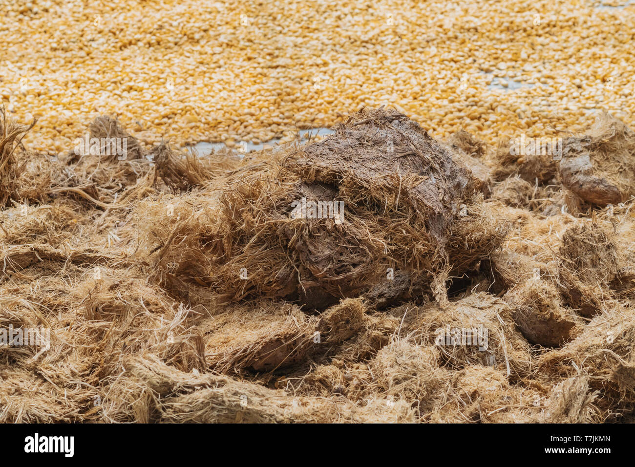 Luwak coffee, unclean coffee beans, Kopi luwak is coffee that includes ...