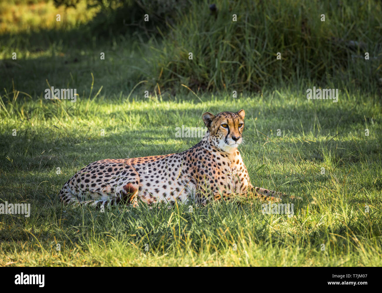 Cheetah running grass hi-res stock photography and images - Alamy