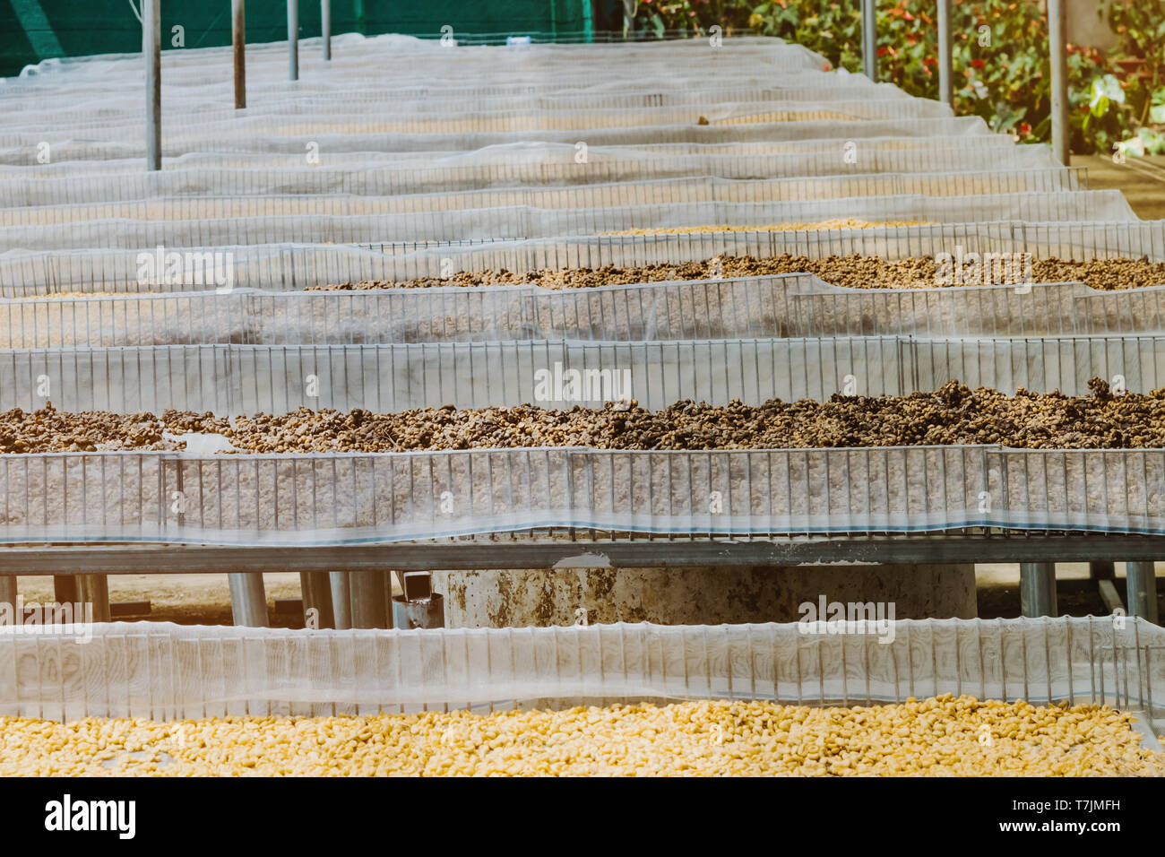 Luwak coffee, unclean coffee beans, Kopi luwak is coffee that includes ...