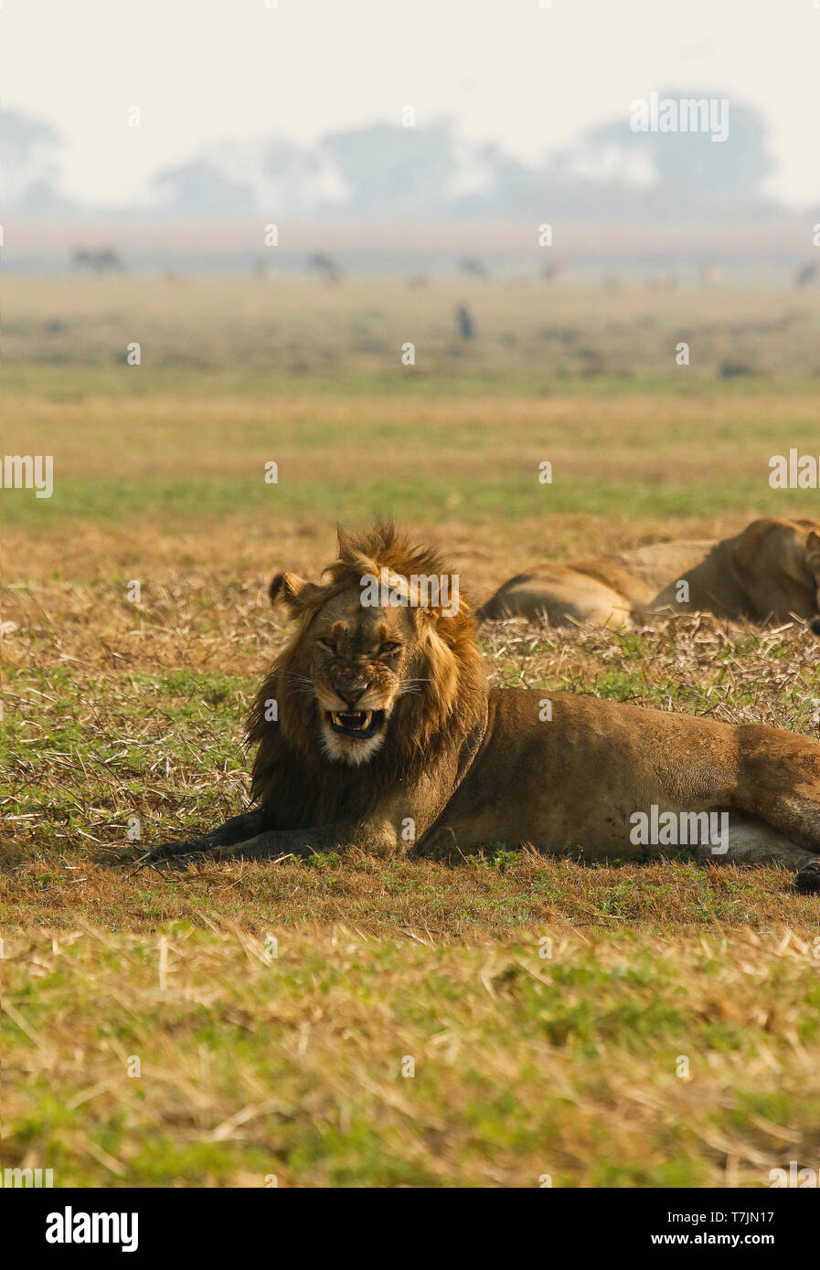 Lion grunting hi-res stock photography and images - Alamy